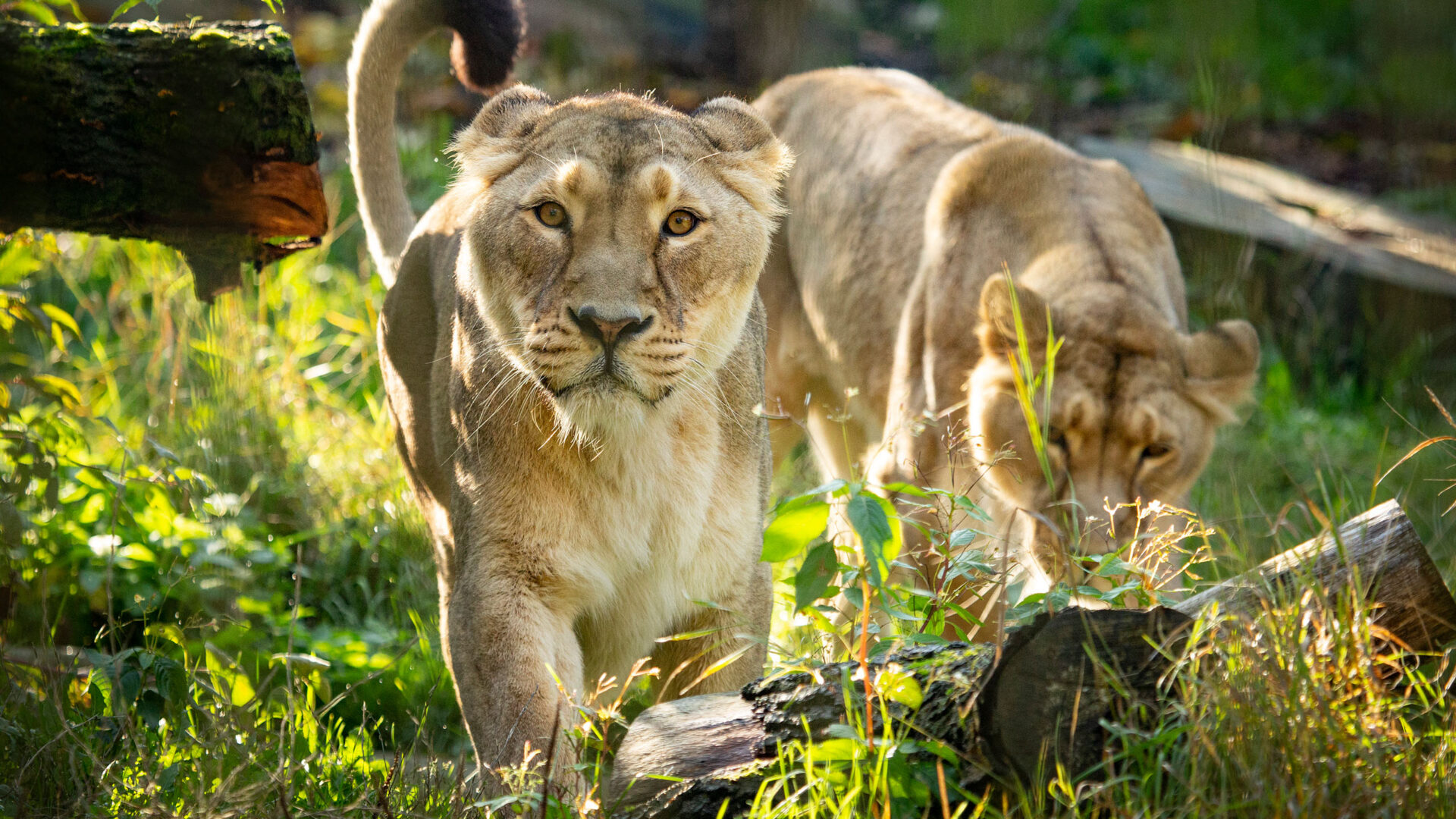 Asiatiskt lejon - Korkeasaari