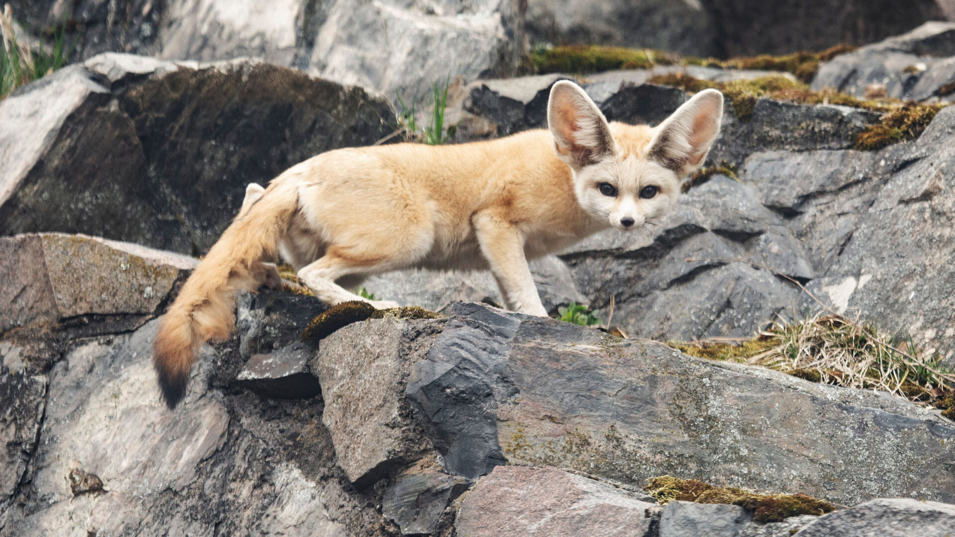 Fennek - Korkeasaari