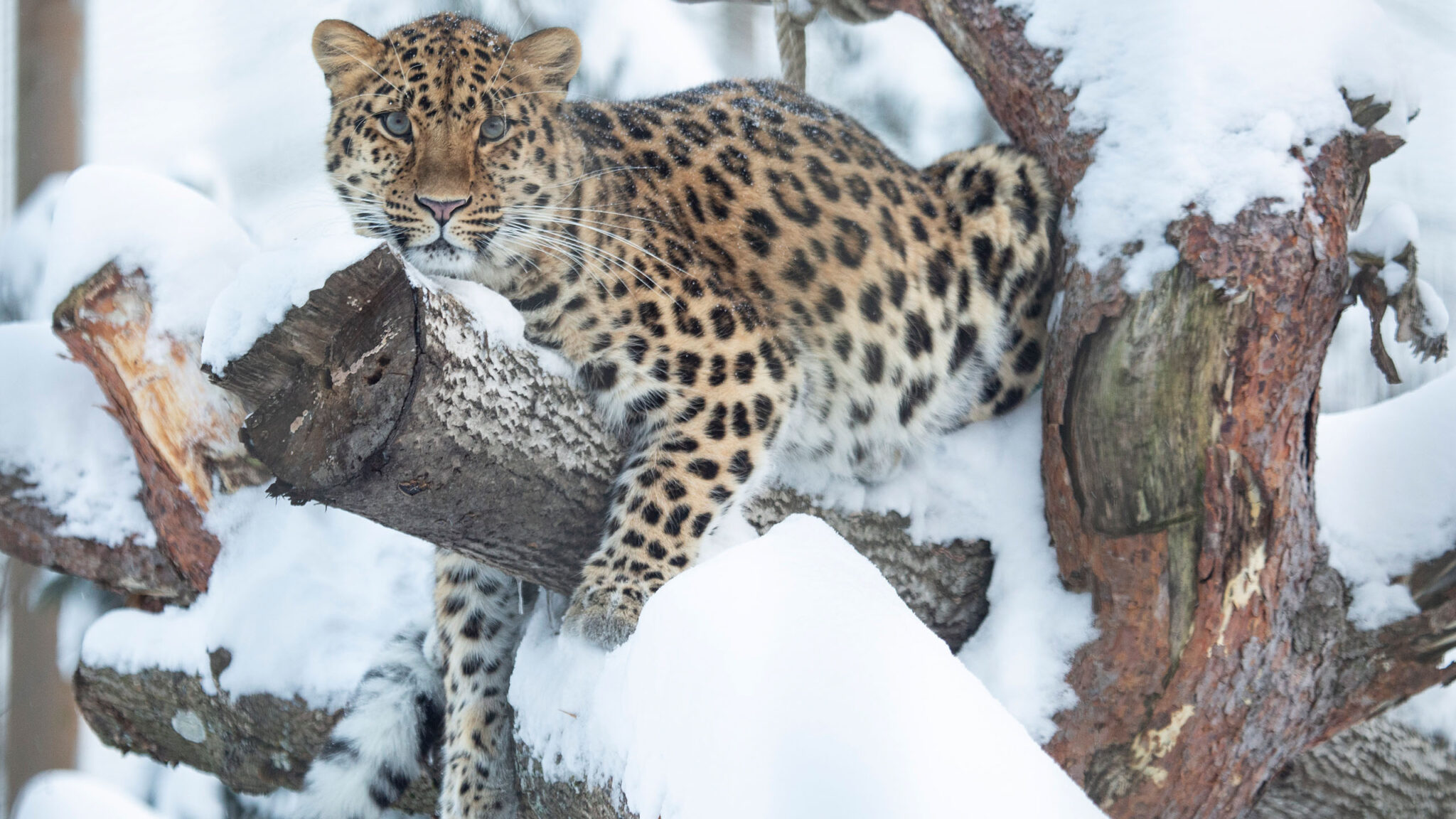 Amur leopard - Korkeasaari