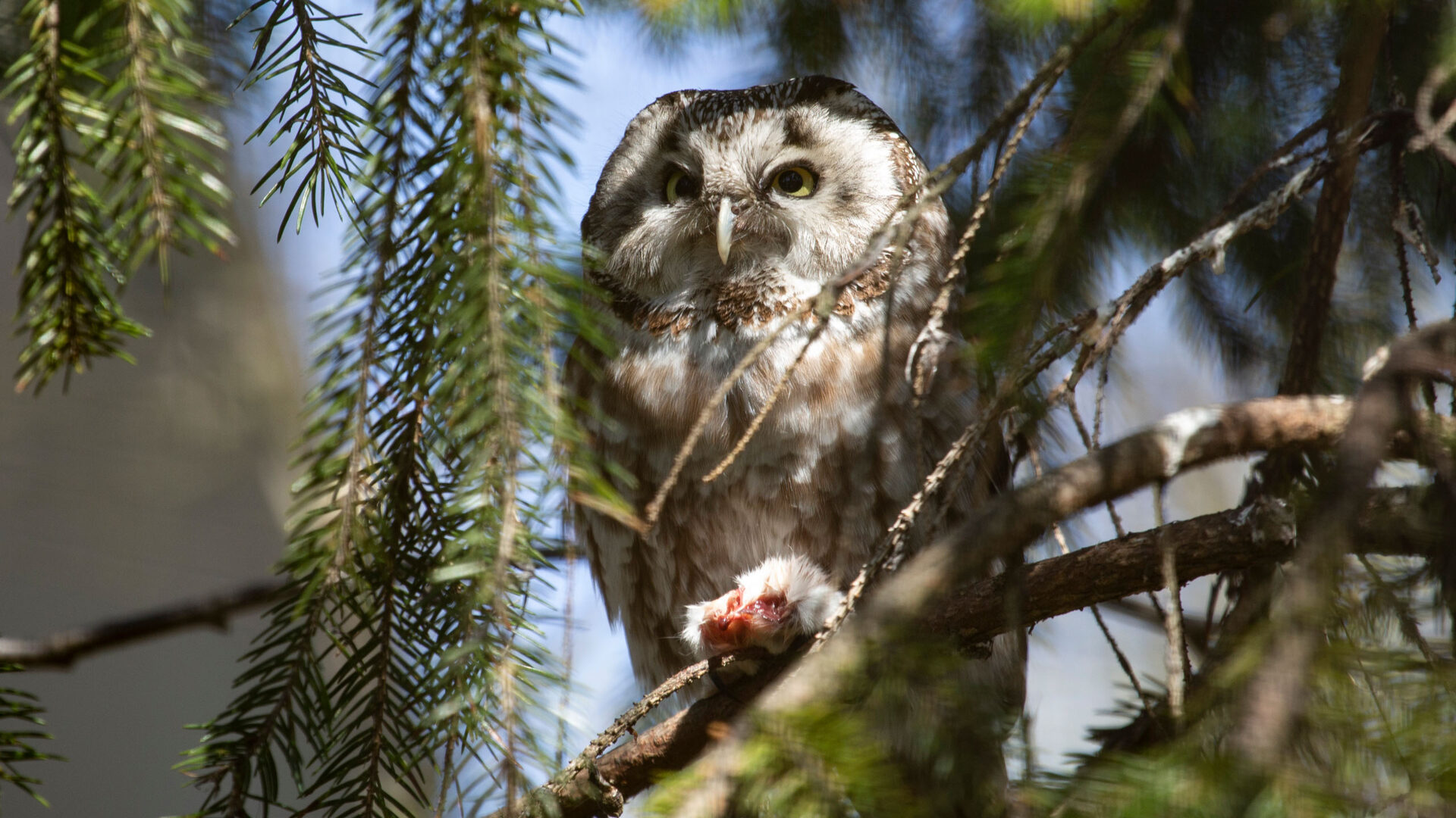 Boreal owl – Korkeasaari