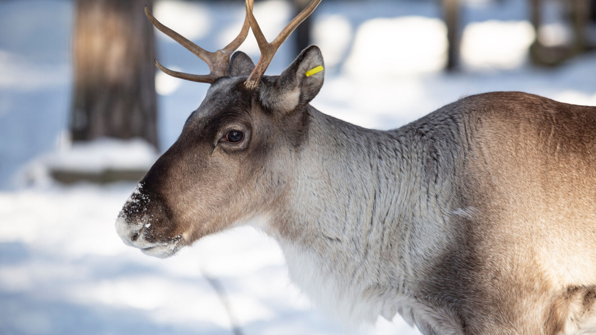 European forest reindeer – Korkeasaari
