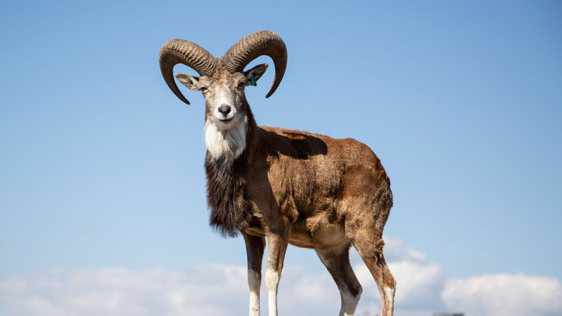 Bukhara urial - Korkeasaari