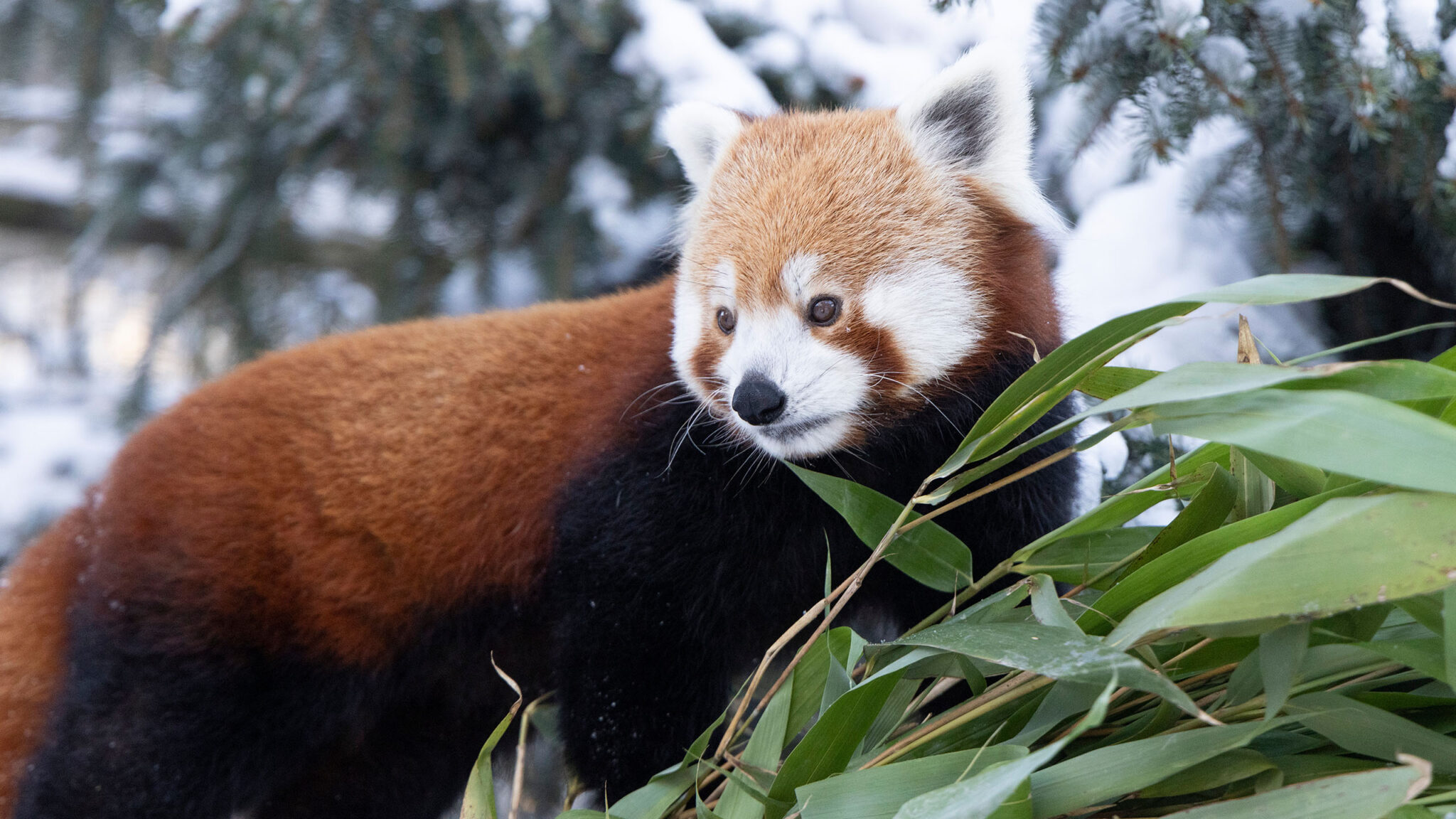 Red panda - Korkeasaari