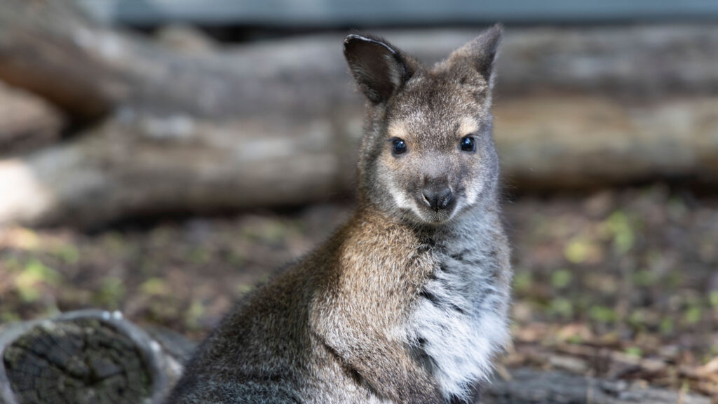 Red wallaby – Korkeasaari