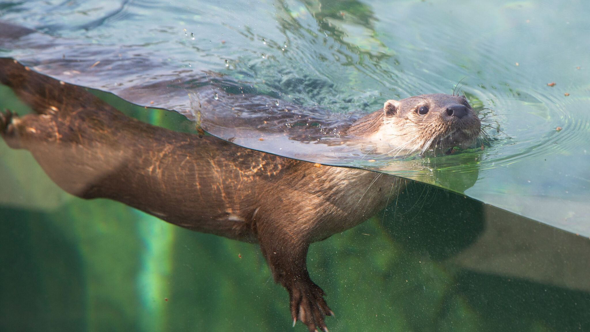 Saukko – Korkeasaari