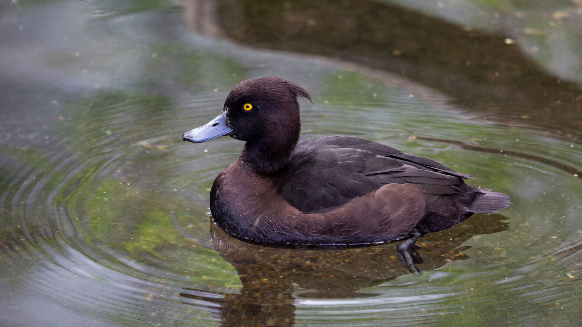 Tufted duck – Korkeasaari
