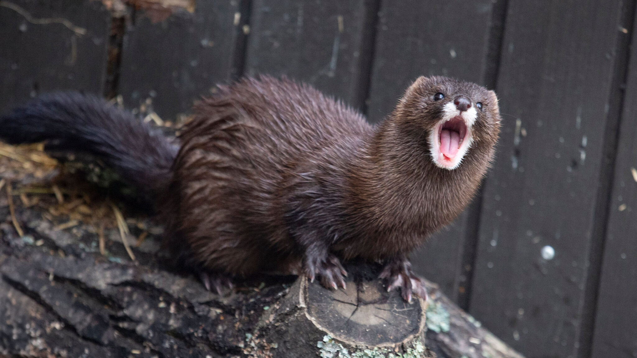 European mink – Korkeasaari