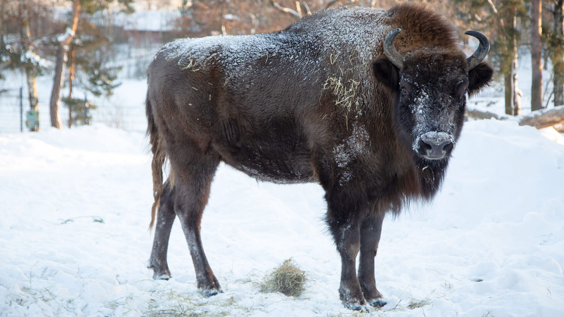 European bison – Korkeasaari