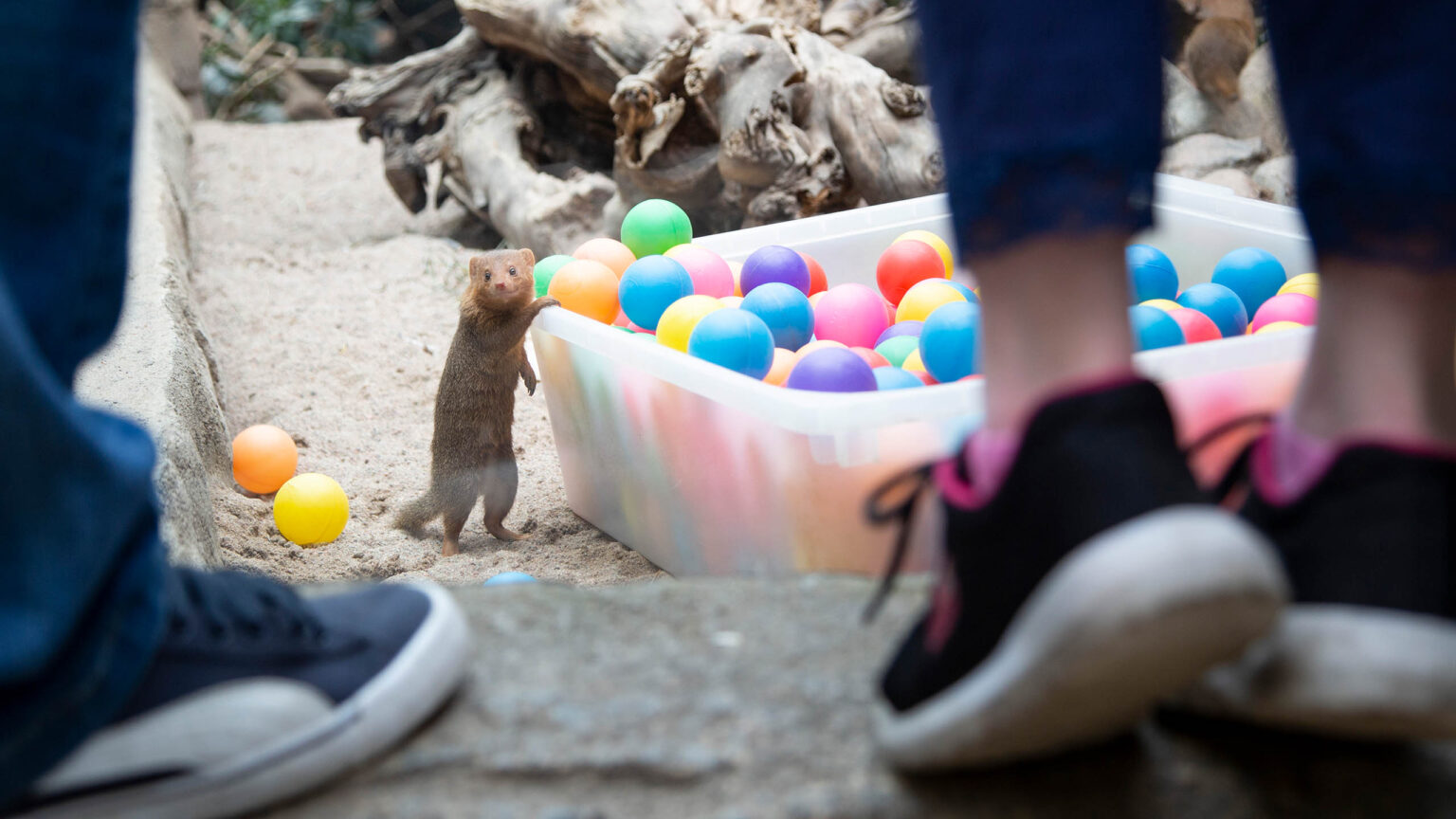 Korkeasaaren eläintarha – tervetuloa eläinten saarelle!