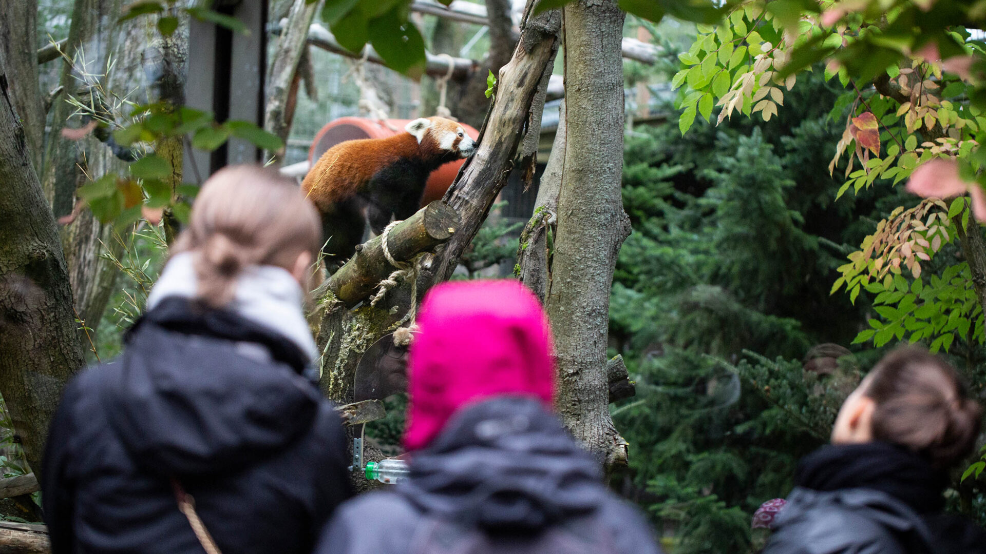 Animals and conservation - Korkeasaari