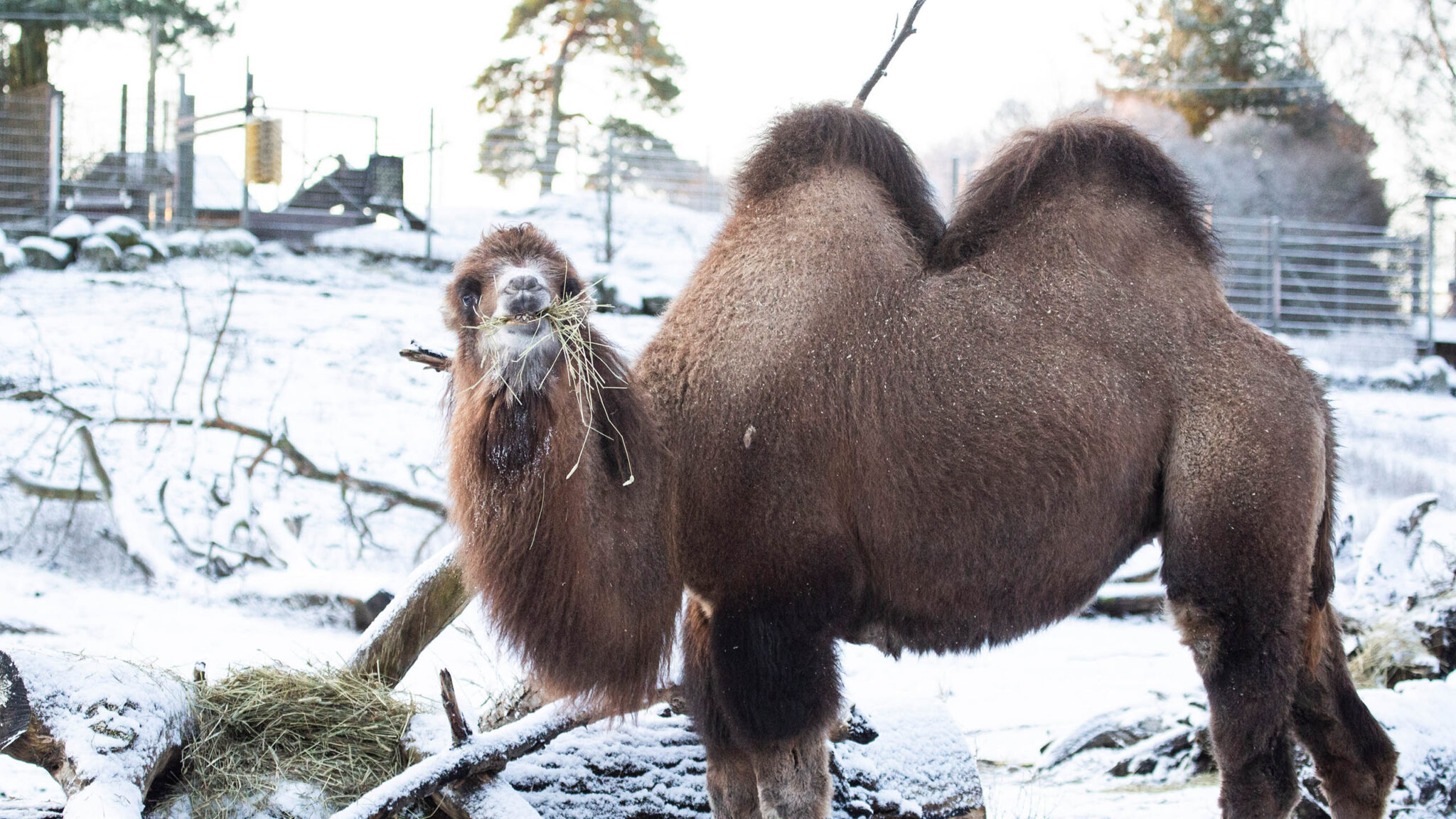 Kameli - Korkeasaari