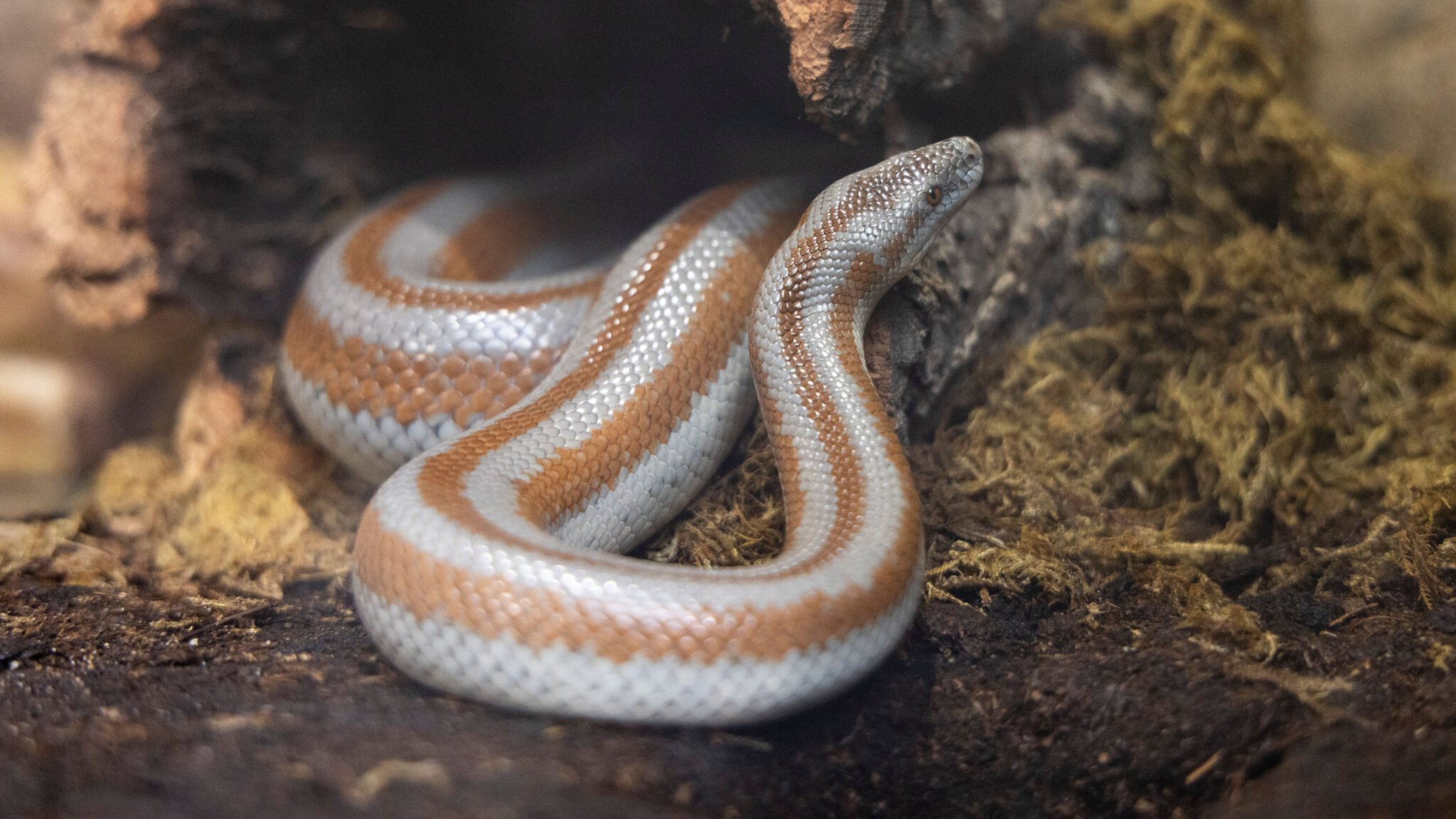 Korkeasaari Zoo - Island of Animals