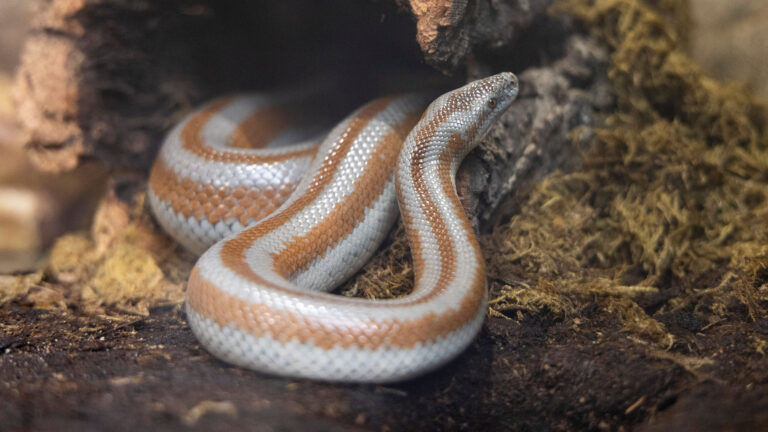 Korkeasaari Zoo - Island of Animals