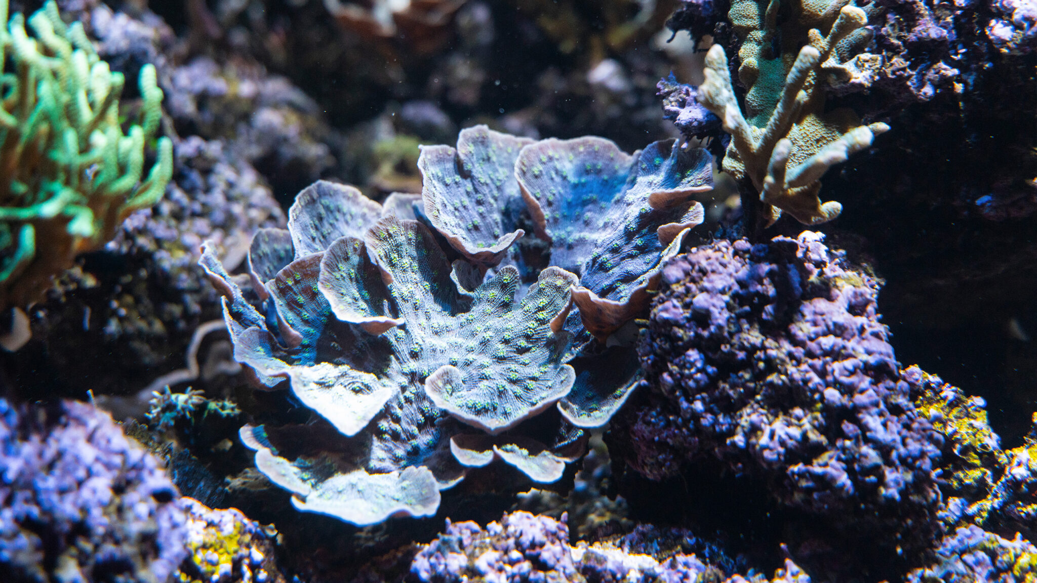 Korallieläimet – Korkeasaari