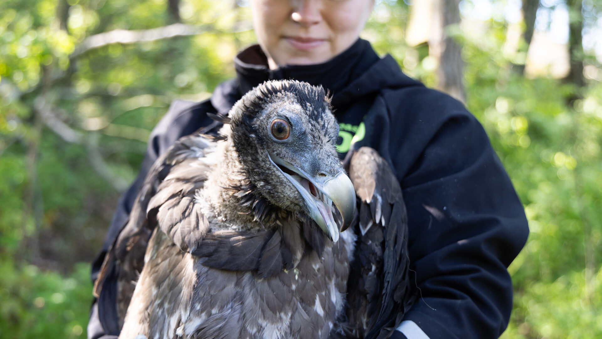 Korkeasaari Zoo - Island of Animals