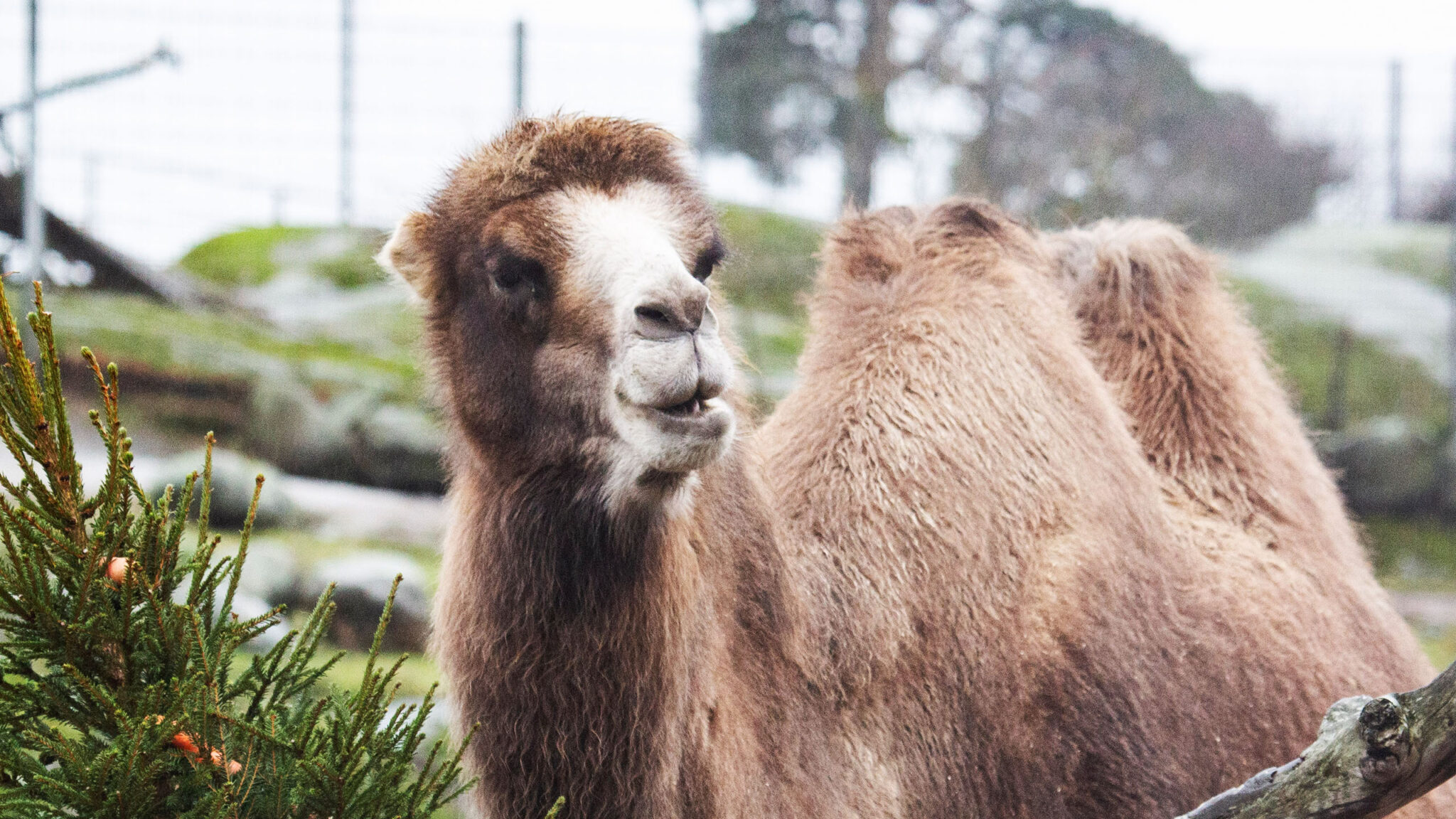Korkeasaari Zoo - Island of Animals