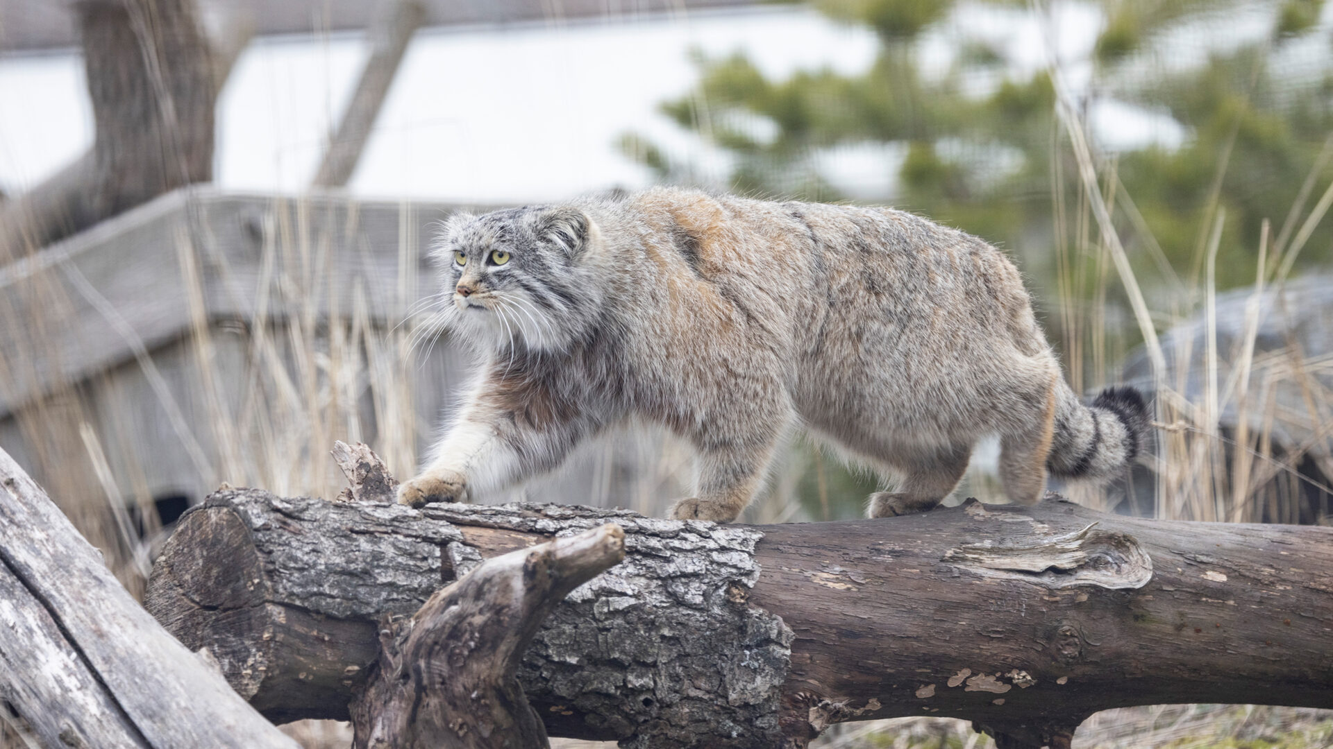 Korkeasaari Zoo - Island of Animals