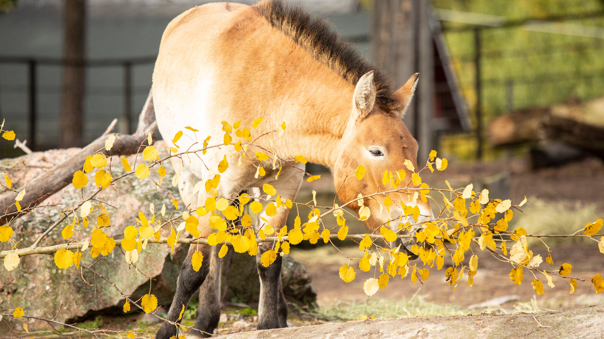 Korkeasaari Zoo - Island of Animals